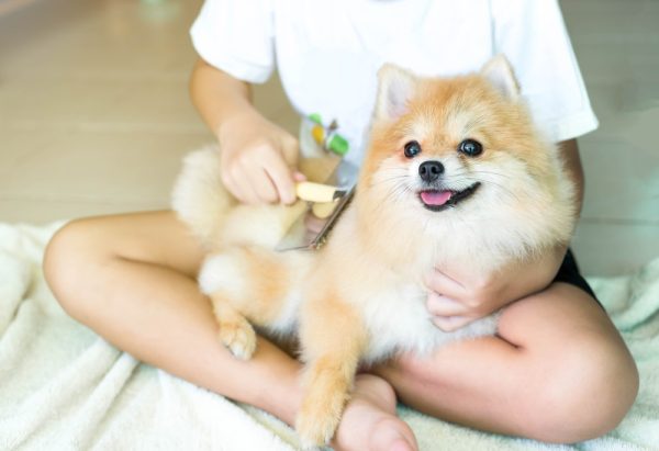 How to Groom a Pomeranian: 9 Vet-Verified Tips – Dogster