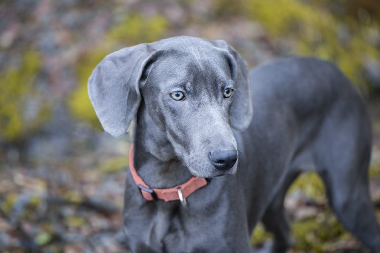 14 Blue Dog Breeds: Info, Pictures, Origin & More – Dogster