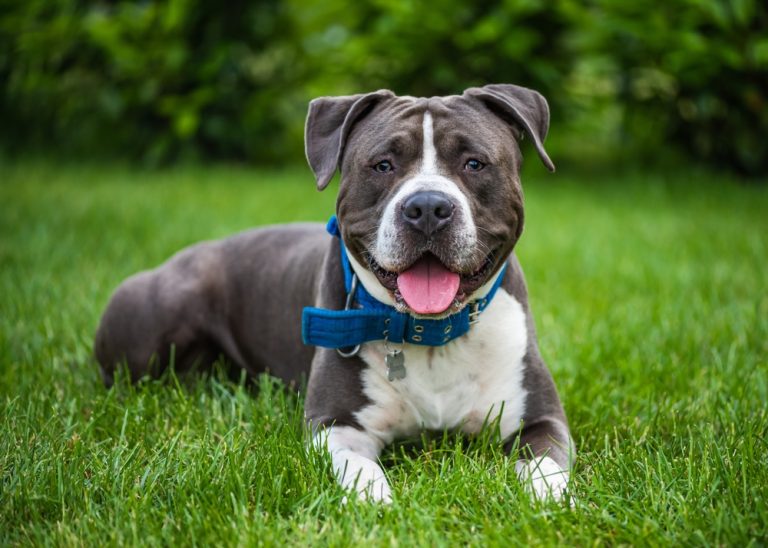 24 Gray Dog Breeds: Info, Pictures, Origin & History – Dogster