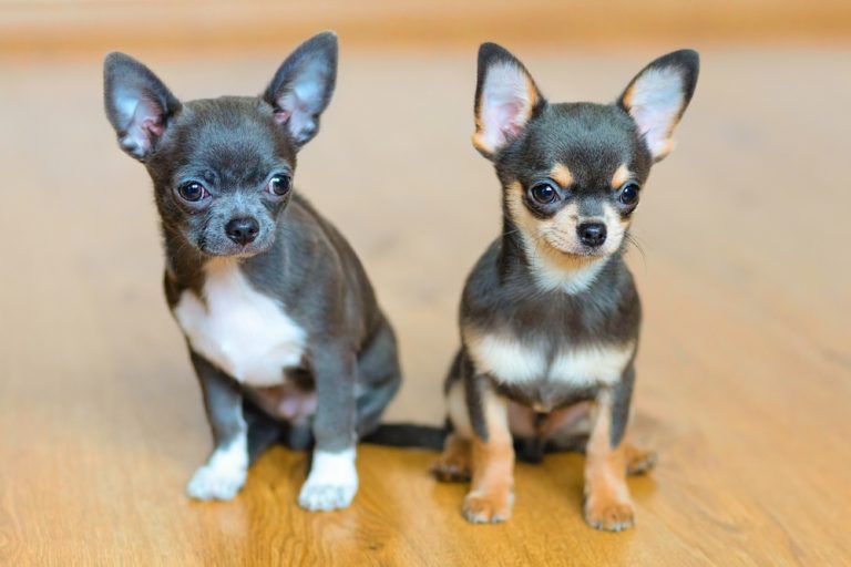 14 Blue Dog Breeds: Info, Pictures, Origin & More – Dogster
