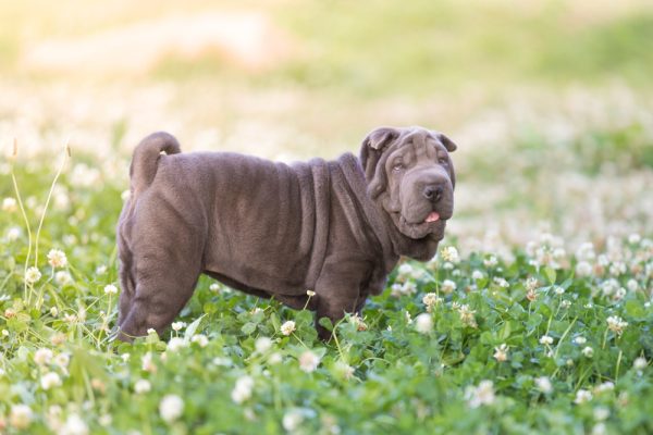 14 Blue Dog Breeds: Info, Pictures, Origin & More – Dogster