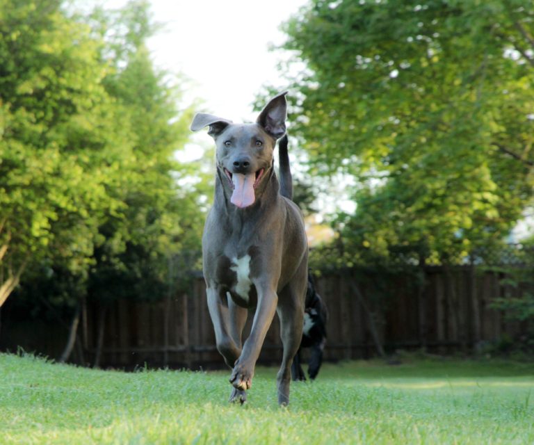 14 Blue Dog Breeds: Info, Pictures, Origin & More – Dogster