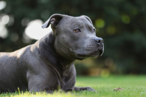 14 Blue Dog Breeds: Info, Pictures, Origin & More – Dogster
