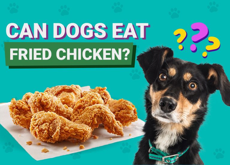 Can Dogs Eat Ham? Vet-Approved Facts & FAQ – Dogster