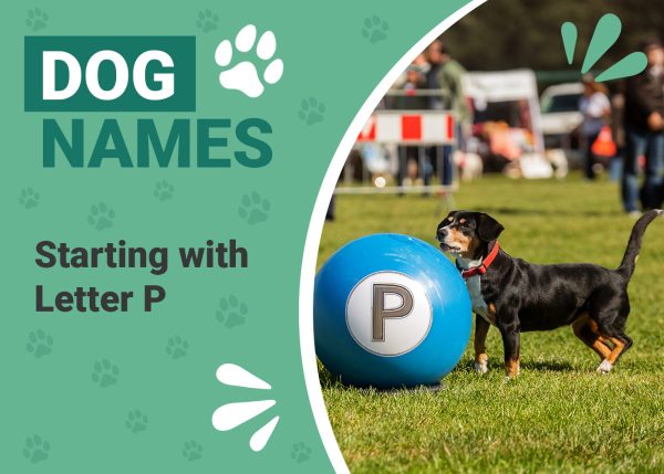 155 Dog Names Starting With P: Prodigious Names for Your Perfect Pup ...