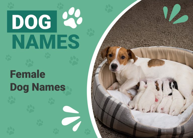 300 Girl Dog Names: Fun, Fierce & Fabulous Female Dog Ideas – Dogster