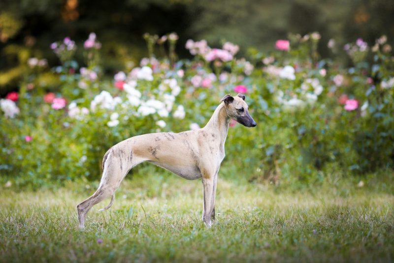 11 Skinny Dog Breeds: Info, Pictures, Origin & History – Dogster