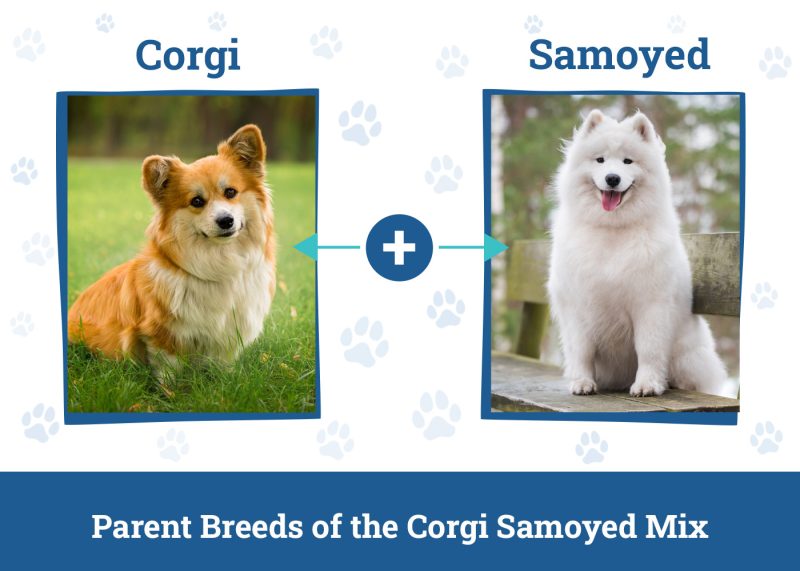 Corgi Samoyed Mix: Info, Pictures, Care & More – Dogster