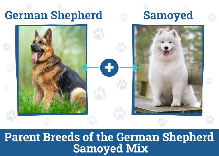 German Shepherd Samoyed Mix: Info, Pictures, Care & More – Dogster
