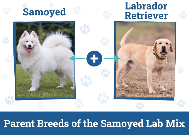 Samoyed Lab Mix Breed: Info, Pictures, Care & More – Dogster
