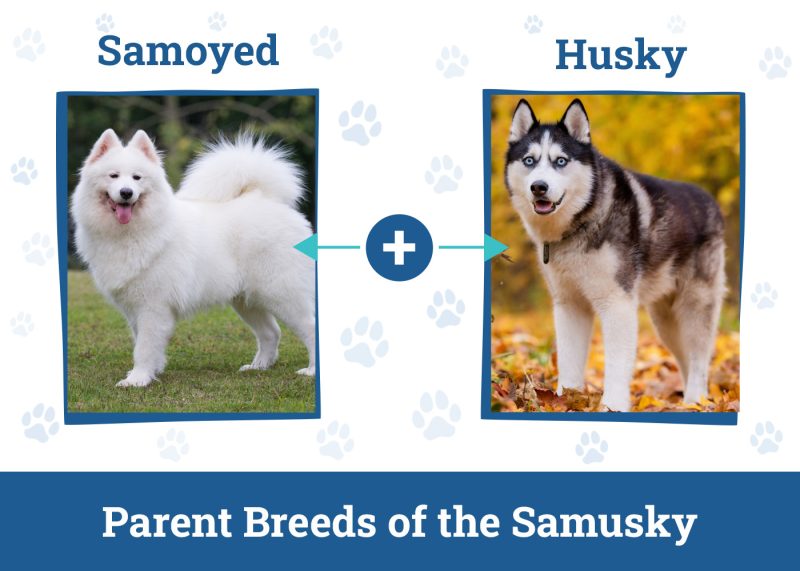 Samusky (Samoyed Husky Mix): Info, Pictures, Care & More – Dogster