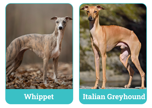 Whippet vs. Italian Greyhound: Vet-Verified Key Differences (With Info ...