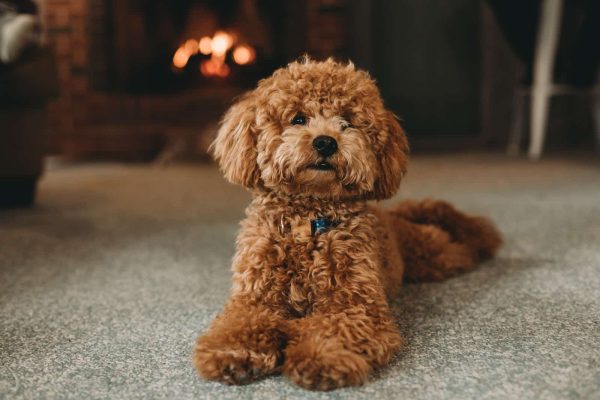 Standard Poodle Dog Breed: Info, Pictures, Traits & Care Guide – Dogster
