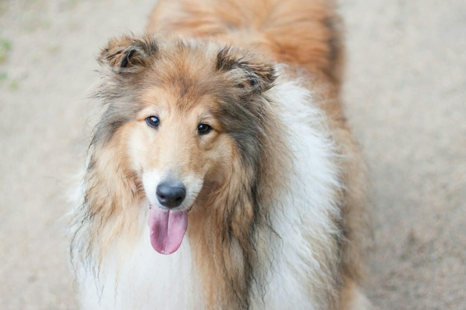 Shetland Sheepdog (Sheltie) Breed: Info, Pictures, Traits & More – Dogster