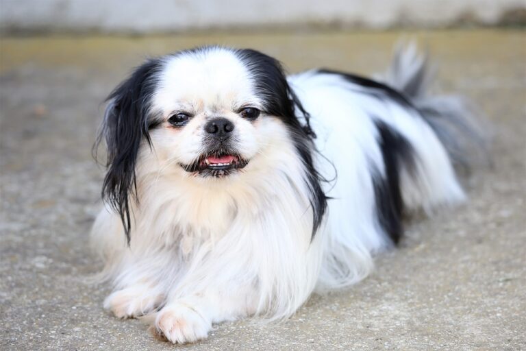 Japanese Chin Dog Breed: Info, Pictures, Facts & Traits – Dogster