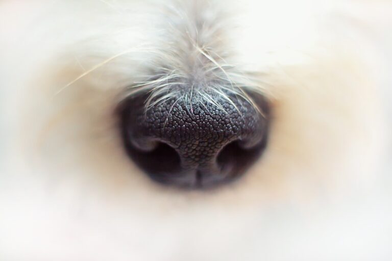 12 Vet-Approved Facts About Your Dog’s Sense of Smell – Dogster