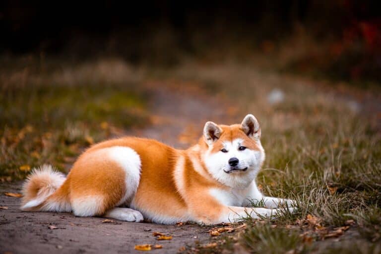 15 Dog Breeds With Curly Tails: Info, Pictures & History – Dogster