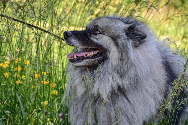 15 Dog Breeds With Curly Tails: Info, Pictures & History – Dogster