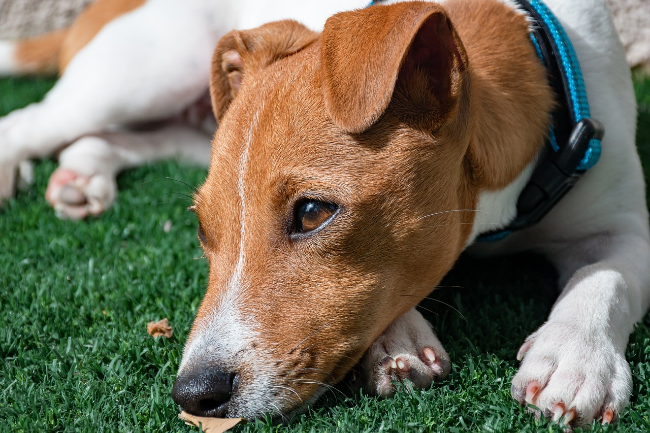 Facts About the Dynamic Russell Terrier Dog Breed