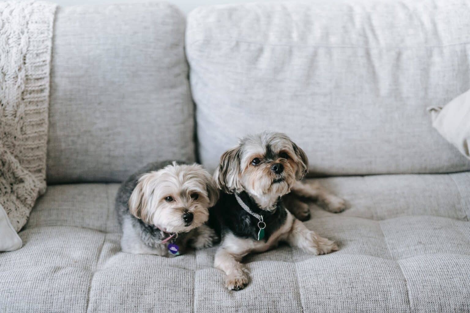 Morkie (Maltese & Yorkie Mix): Info, Pictures, Care & Traits – Dogster