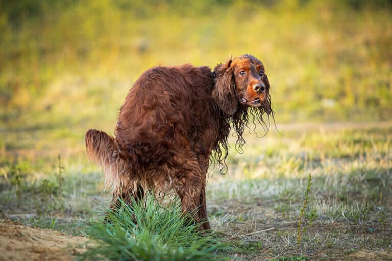Mucus in Dog Poop: Signs, Causes & Treatment (Vet Answer) – Dogster