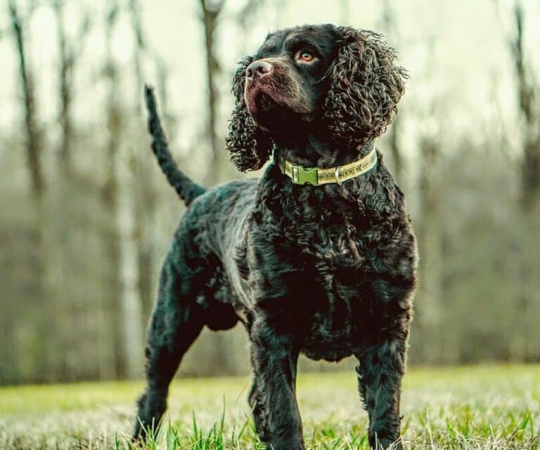 American Water Spaniel Dog Breed: Info, Pictures, Facts, & Traits – Dogster