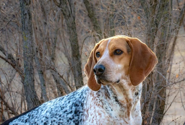 Redtick Coonhound Dog Breed Info: Pictures, Facts, Traits & More – Dogster