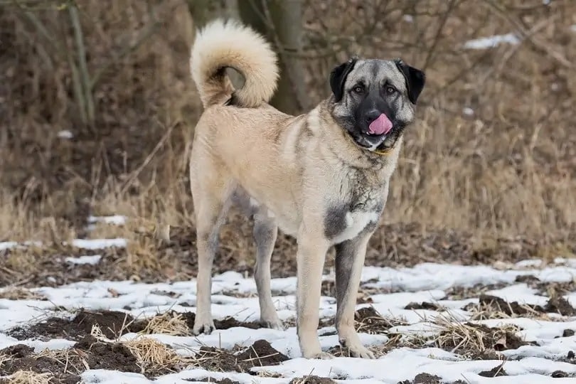20 Biggest Dog Breeds: Pictures, Height & Weight – Dogster