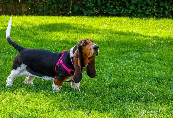 Basset Hound Dog Breed: Info, Pictures, Care, Facts & Traits – Dogster