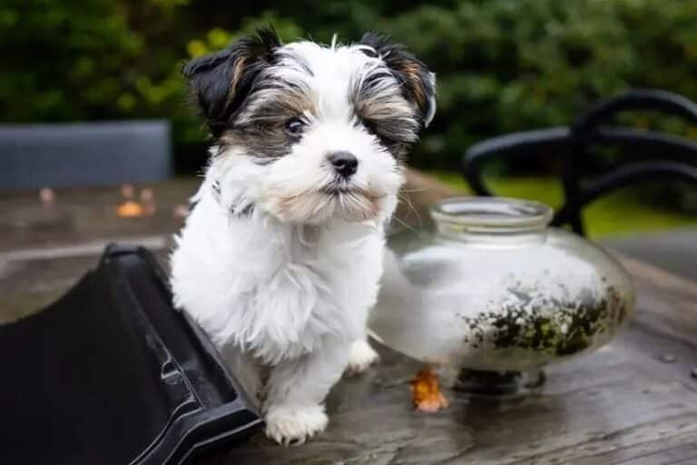20 Unique Haiku Poems About Dogs – Dogster
