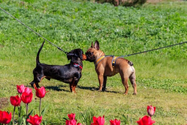 How to Socialize a Dog With Other Dogs: 9 Vet-Approved Tips – Dogster