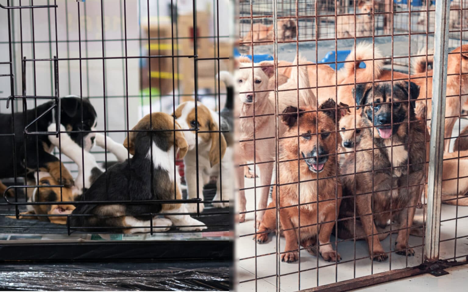 Dog Breeder vs Rescue Shelter: Vet-Verified Pros, Cons & Considerations ...