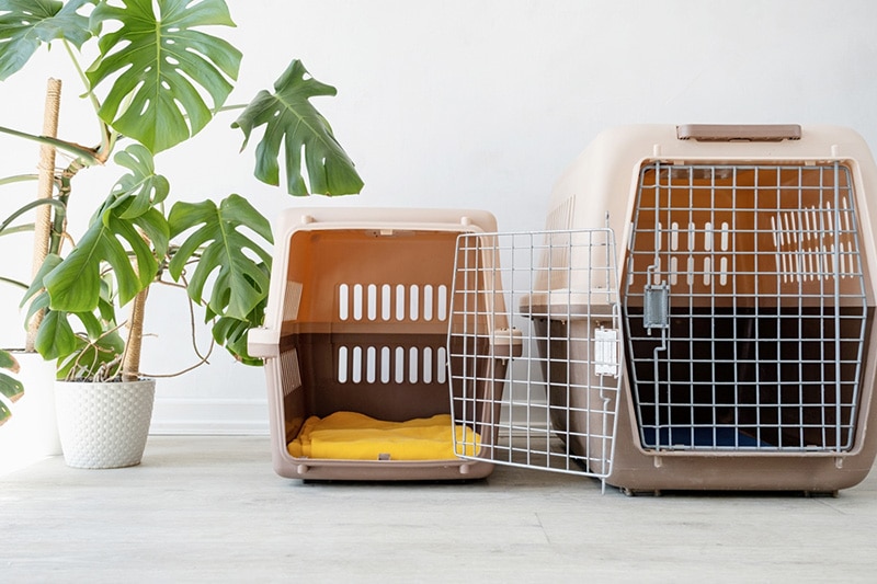 How to Train a Bernedoodle: 12 Vet-Approved Tips & Tricks – Dogster