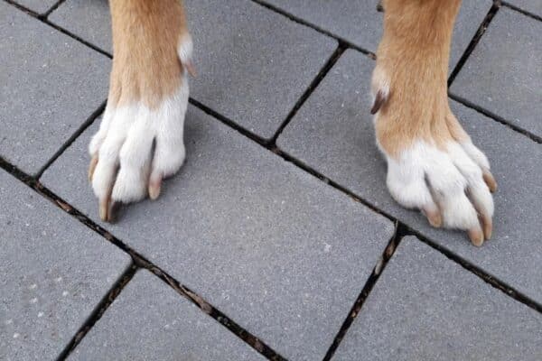 Why Do Dogs Have Dewclaws? Vet-Approved Facts & FAQ – Dogster