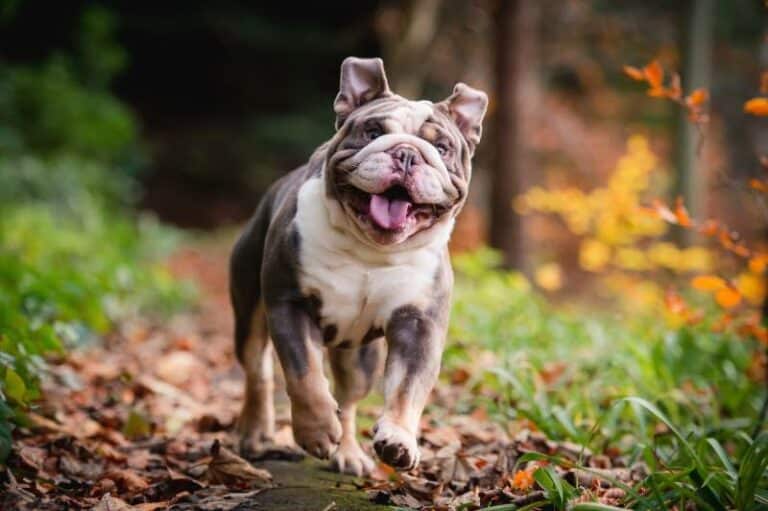 Bulldog: Breed Info, Pictures, Facts, Traits & More – Dogster