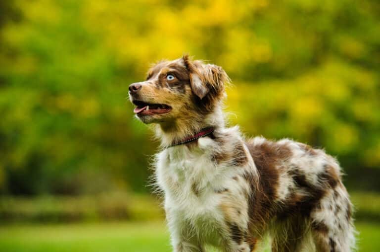 Miniature Australian Shepherd: Info, Pictures, Traits & History – Dogster