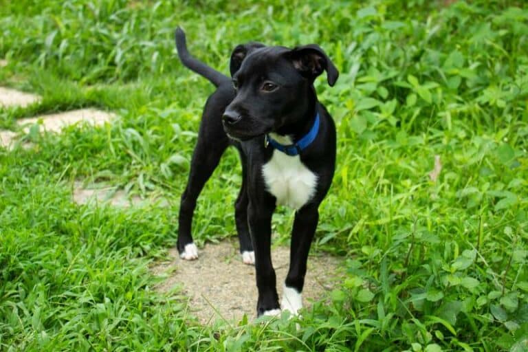 Sato Dog Breed: Info, Pictures, Facts, Traits & Care – Dogster