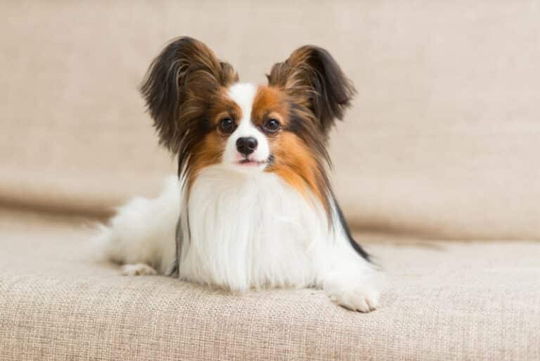 Do Neutered Dogs Have Testicles? Vet-Approved Facts & FAQ – Dogster