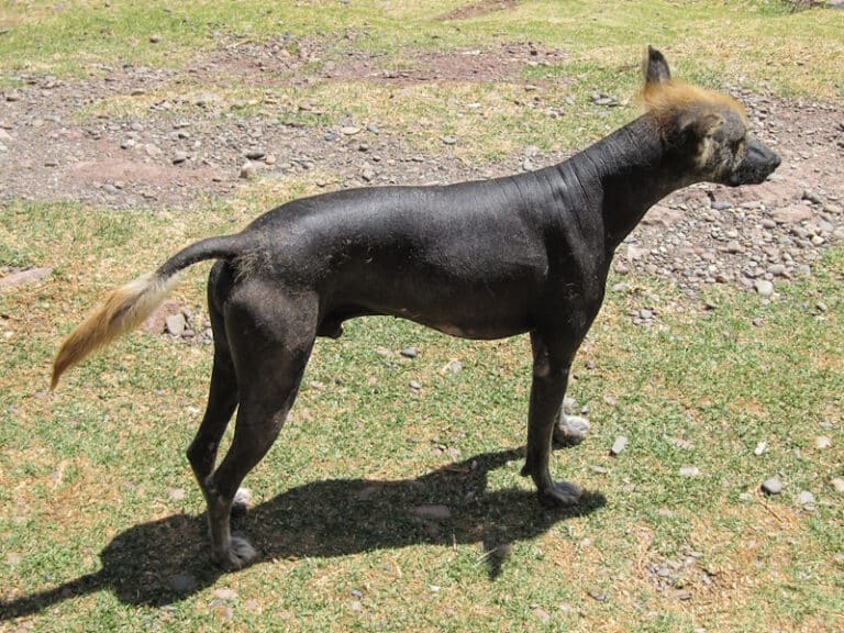 Peruvian Inca Orchid Dog Breed: Info, Pictures, Facts & Traits – Dogster