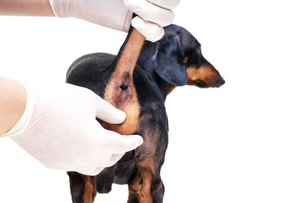 Dog Anal Glands: Our Vet Explains Common Issues & How They're Treated ...