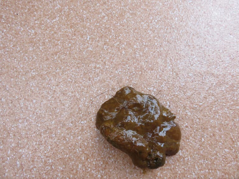 Mucus in Dog Poop: Signs, Causes & Treatment (Vet Answer) – Dogster