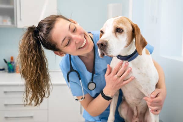 Dog Whimpering: Why They Do It & What It Means? Vet-Approved Causes ...