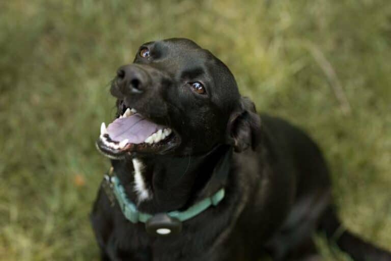 Sato Dog Breed: Info, Pictures, Facts, Traits & Care – Dogster