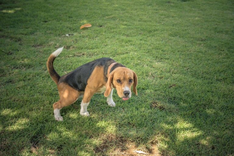 Beagle Dog Breed: Info, Pictures, Facts, Traits & More – Dogster