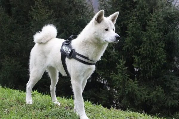 Akita Dog Breed Info, Pictures, Facts, & Traits – Dogster