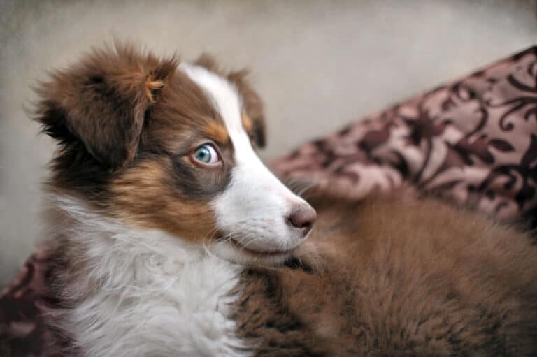 Dog Whale Eyes: Canine Body Language Explained – Dogster