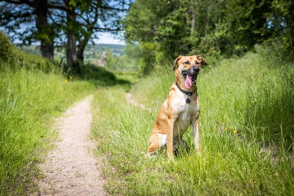Black Mouth Cur Dog Breed: Info, Pictures, Care, Traits & History – Dogster