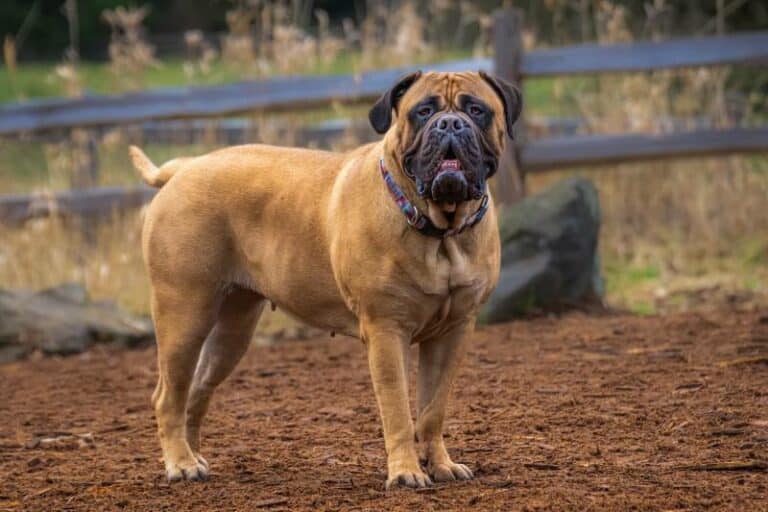 Bullmastiff Dog Breed: Info, Pictures, Care, Traits & More – Dogster