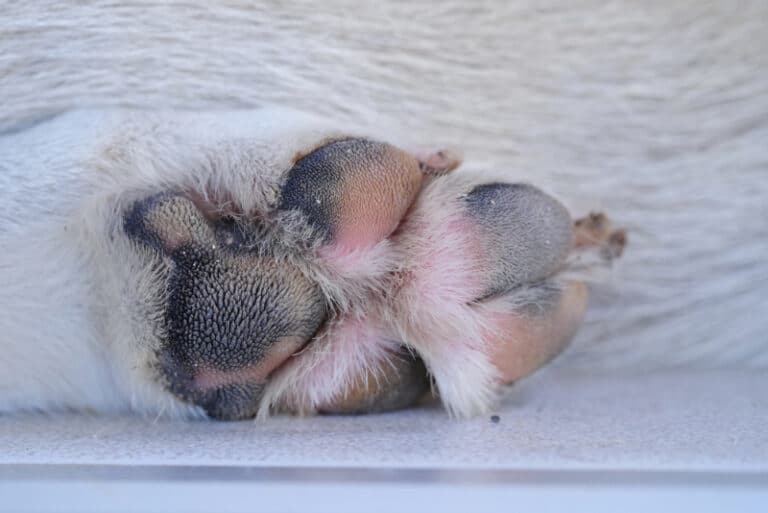 Frito Feet: Why Your Dog’s Paws Smell Like Corn Chips – Dogster