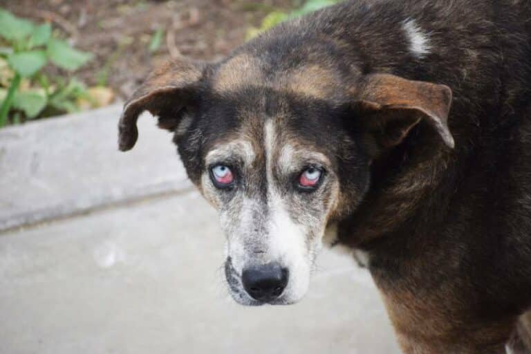 Sato Dog Breed: Info, Pictures, Facts, Traits & Care – Dogster